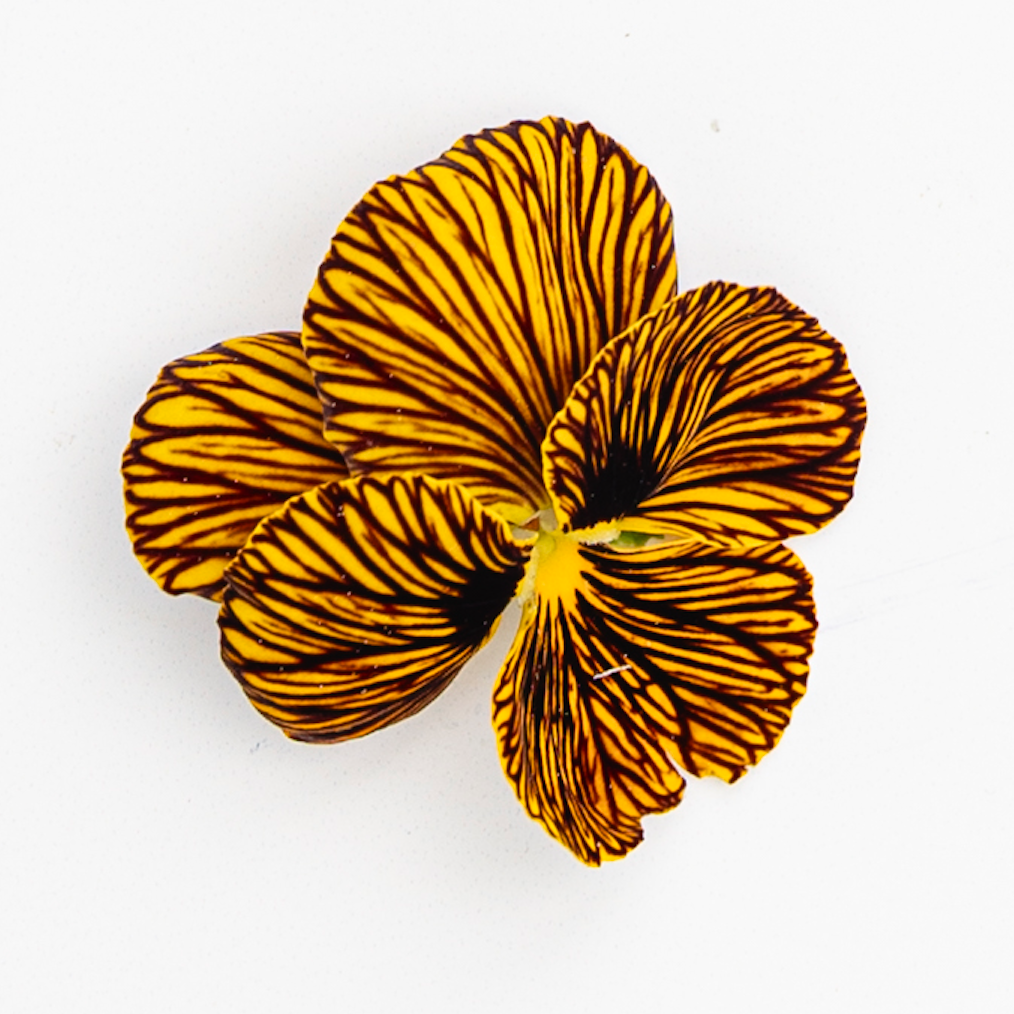 Viola 'Tiger Eye Mixed' (Viola cornuta) – Three Brothers Blooms