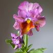 Pansy 'Moulin Rouge Mixed' (Viola x wittrockiana) – Three Brothers Blooms