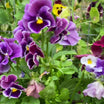 Pansy 'Moulin Rouge Mixed' (Viola x wittrockiana) – Three Brothers Blooms
